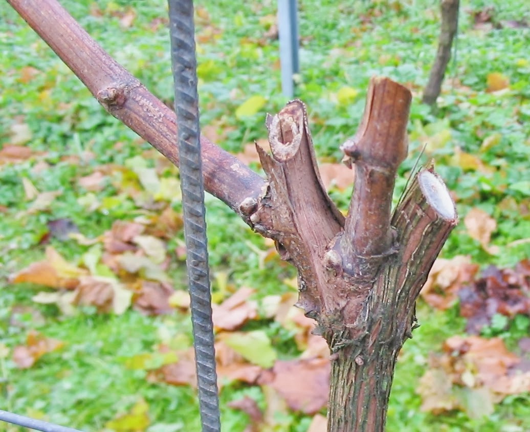 Weblog Wijnbouw Jet Wester