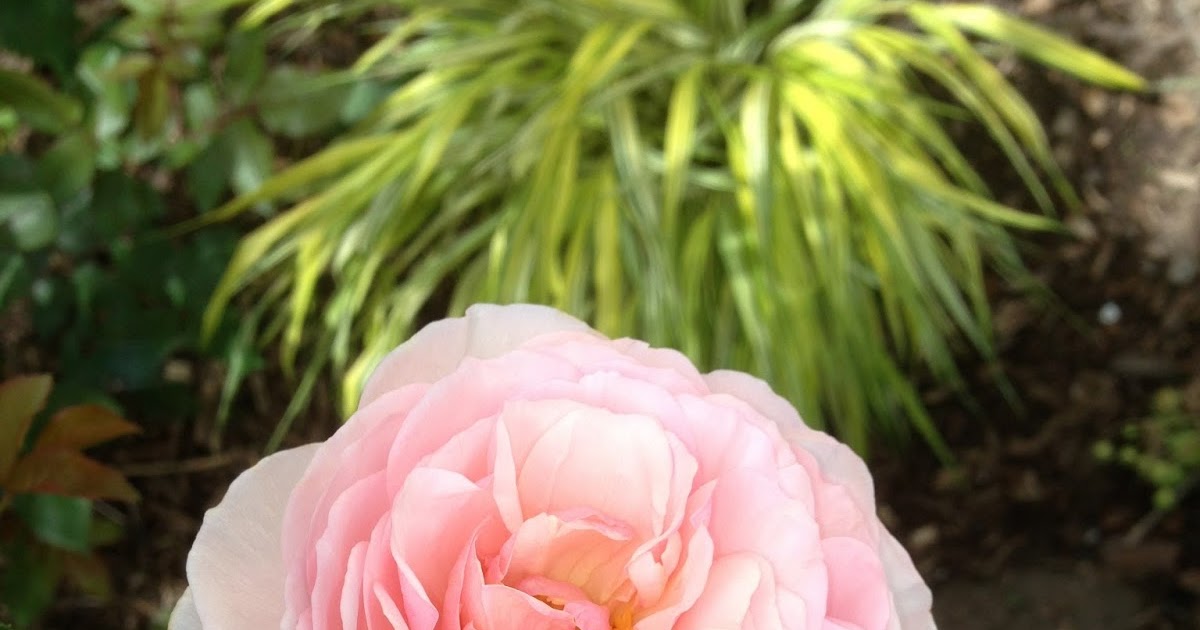 Annie's Gardening Corner: Heritage