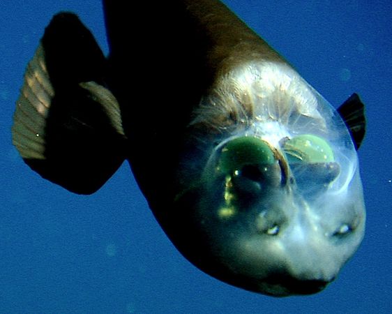 The Jungle Store: The Barreleye - Spook Fish