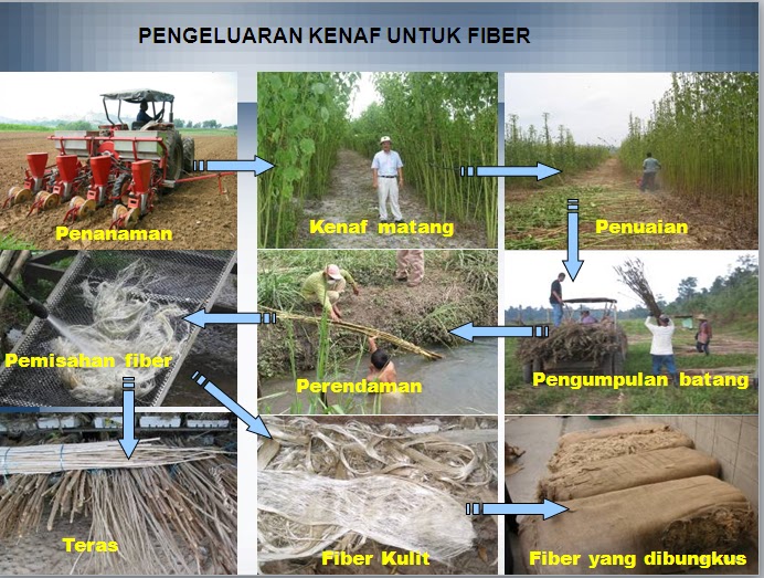 MARDI Muadzam Shah: Ringkasan Mengenai Tanaman Kenaf Hibiscus cannabinus