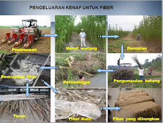 MARDI Muadzam Shah: Ringkasan Mengenai Tanaman Kenaf Hibiscus cannabinus