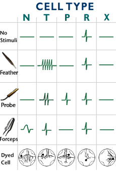 Vaes Anatomy Blog Spot: leech lab*/ Neurophysiology
