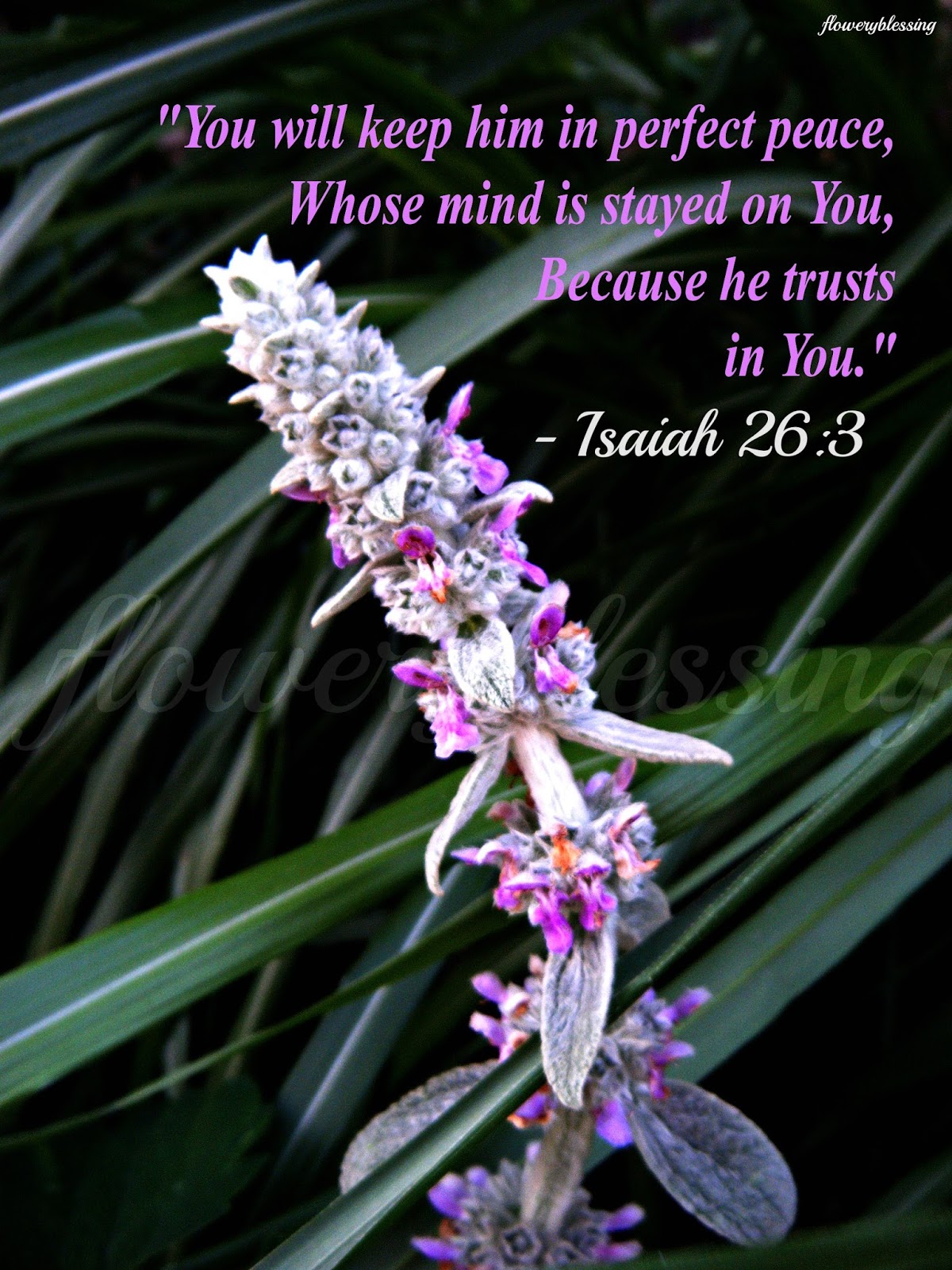 Flowery Blessing: "You will keep him in perfect peace, Whose mind is ...