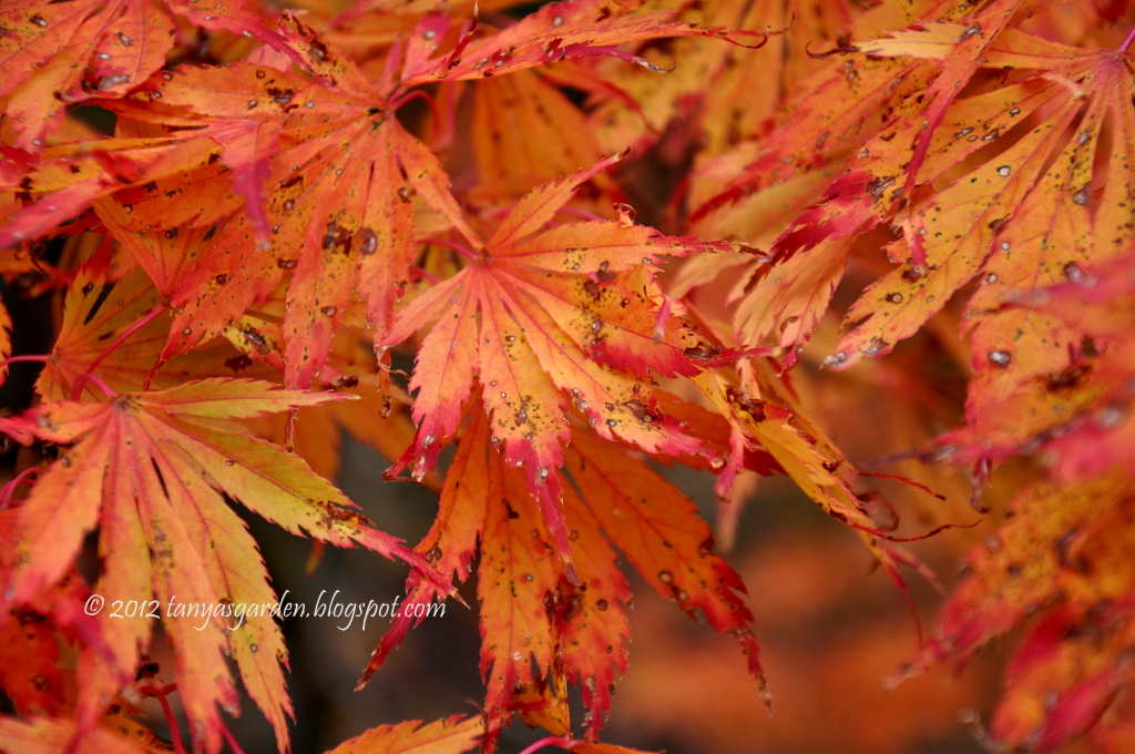 MySecretGarden: Japanese Maples And Fruit Trees In Yang's Garden. Part 2
