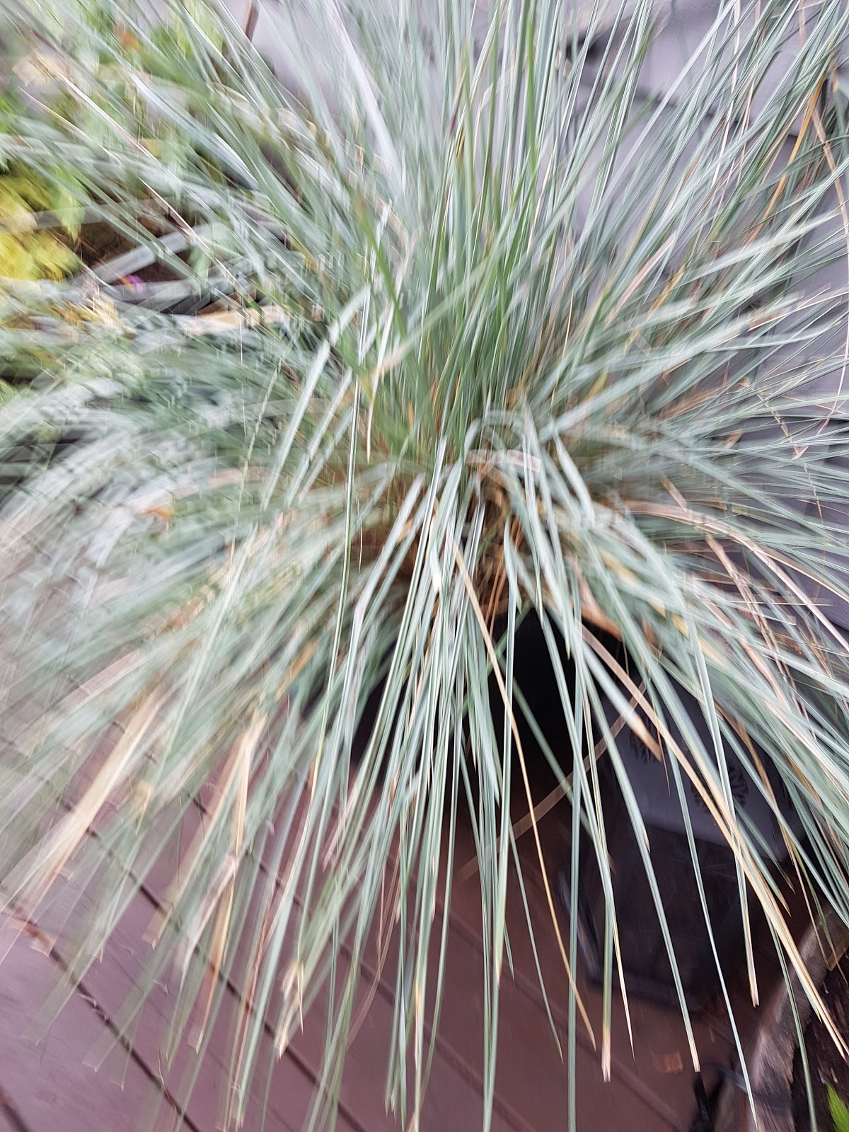 Fruens Flora: Prydgress.