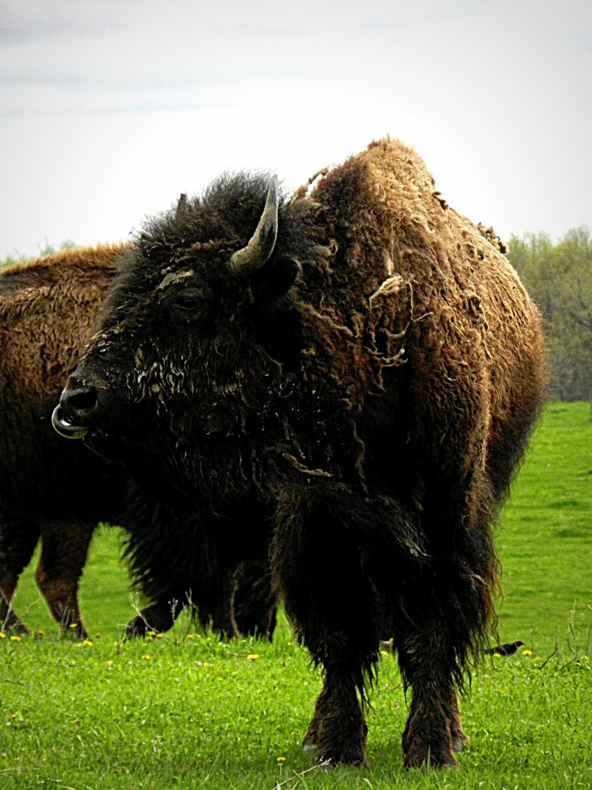K-One's Photography: Buffalo