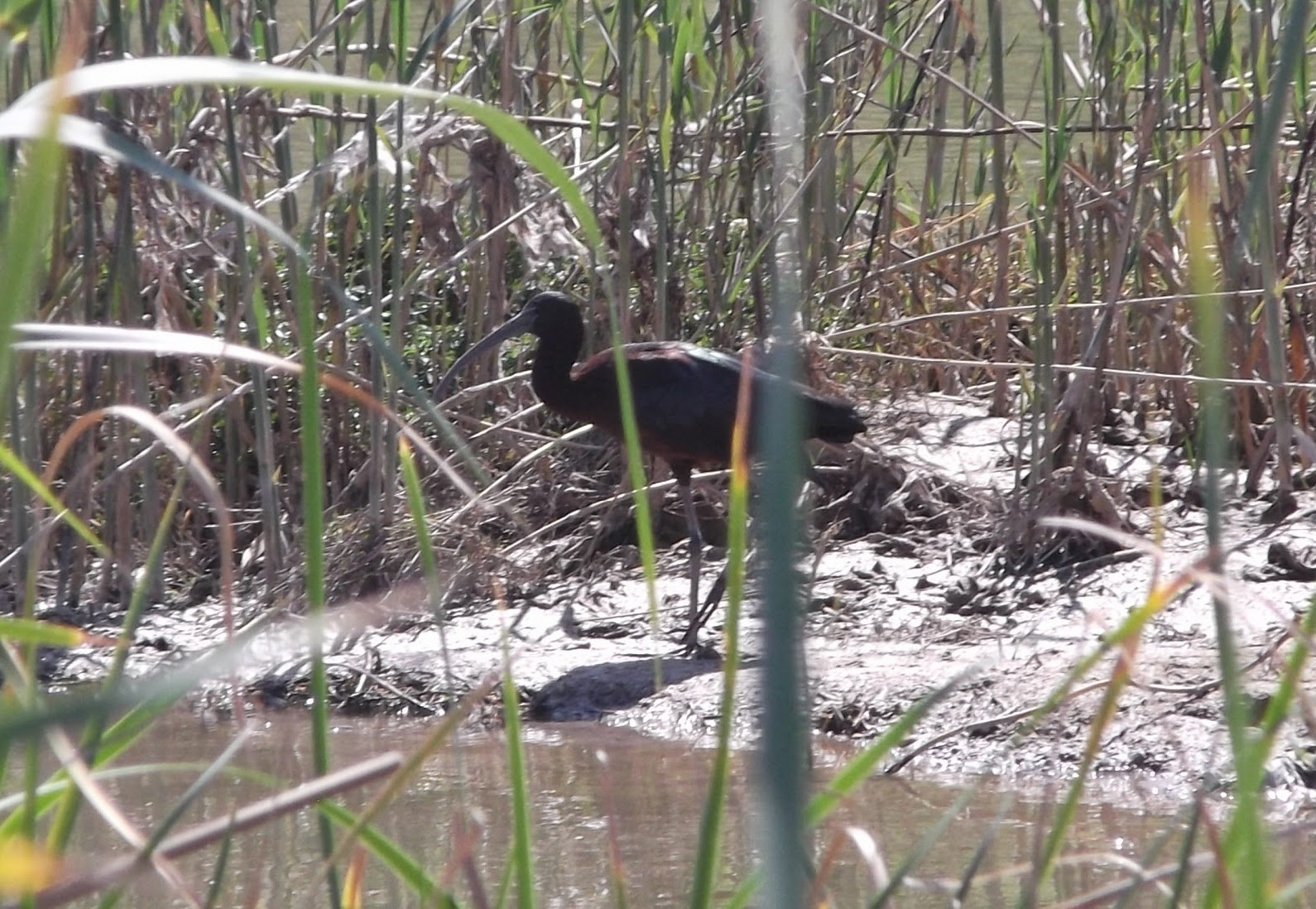 La senda del naturalista: Morito Común.