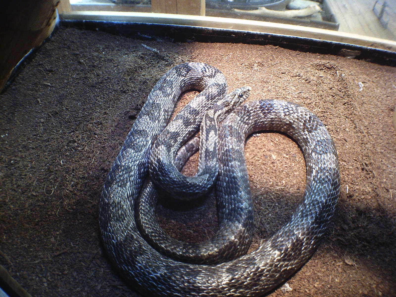 Corn Snake