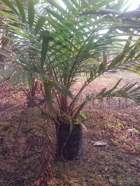 Bibit Sawit Marihat ~ Sawit Indonesia