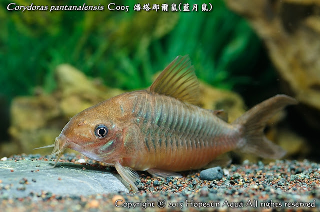 鴻順魚坊: Corydoras pantanalensis C005 潘塔納爾鼠(藍月鼠)