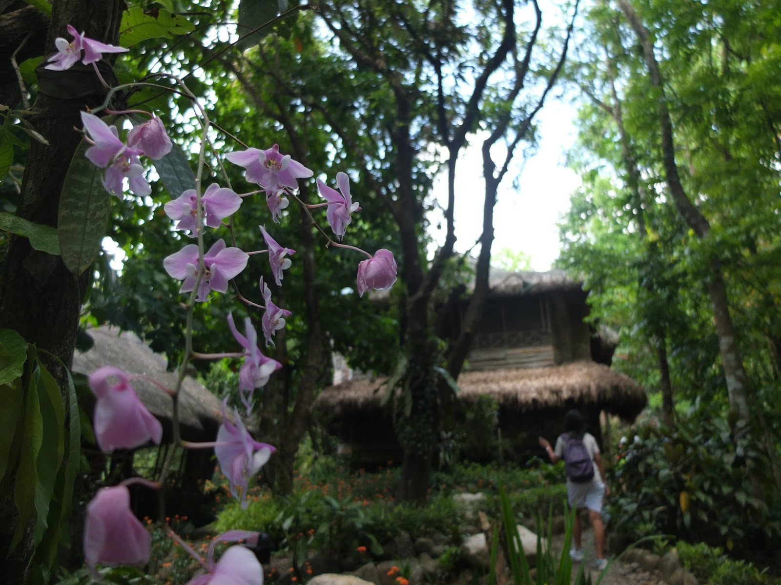 Mount Purro Nature Reserve : Eat,Pray,Love - The Filipino Rambler