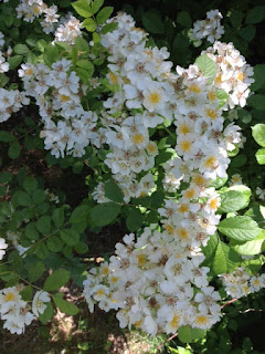 Ramblin' with AM: A Pink Ballerina and The Pioneer Rose