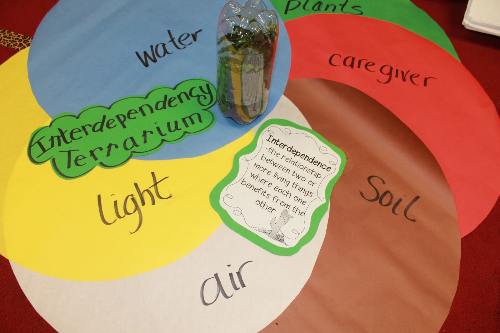 Interdependency Terrariums and The Cactus Hotel | First Grade Wow ...