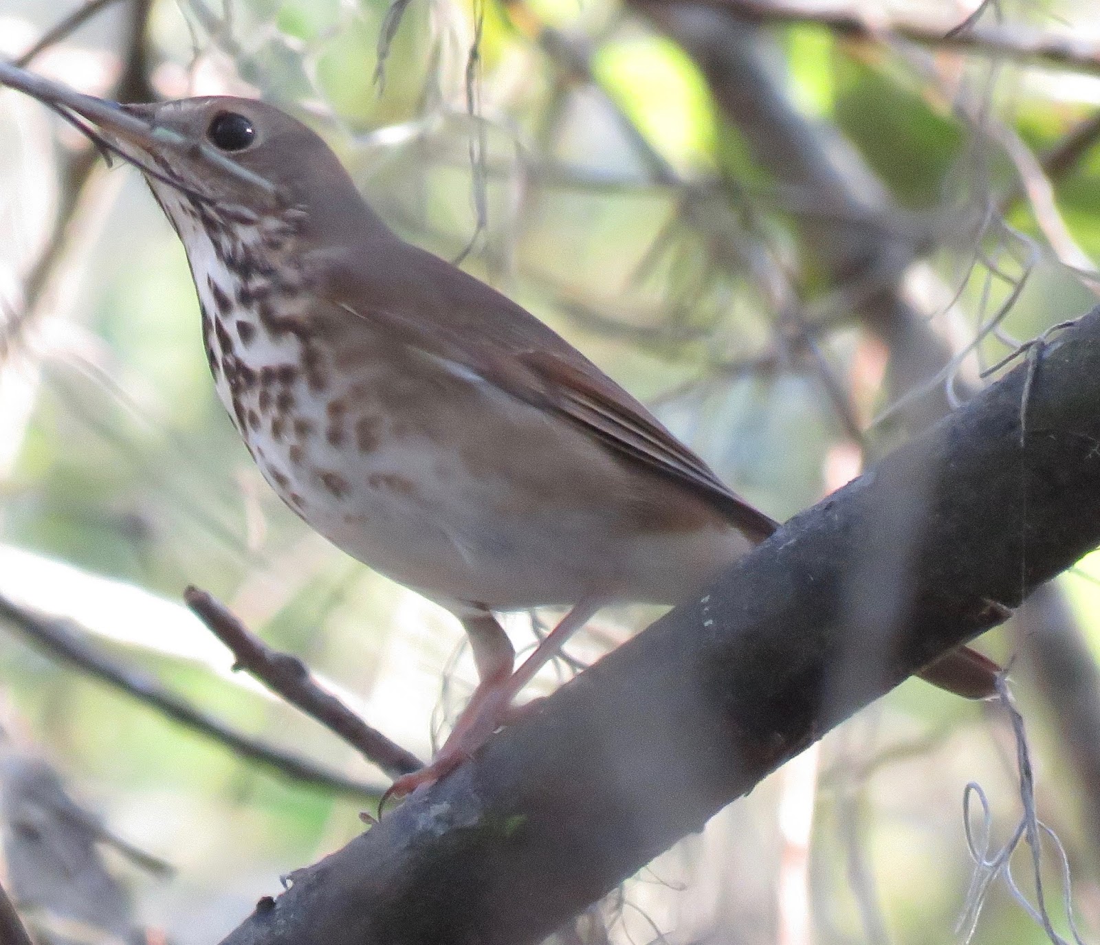 Birdernaturalist: 2017