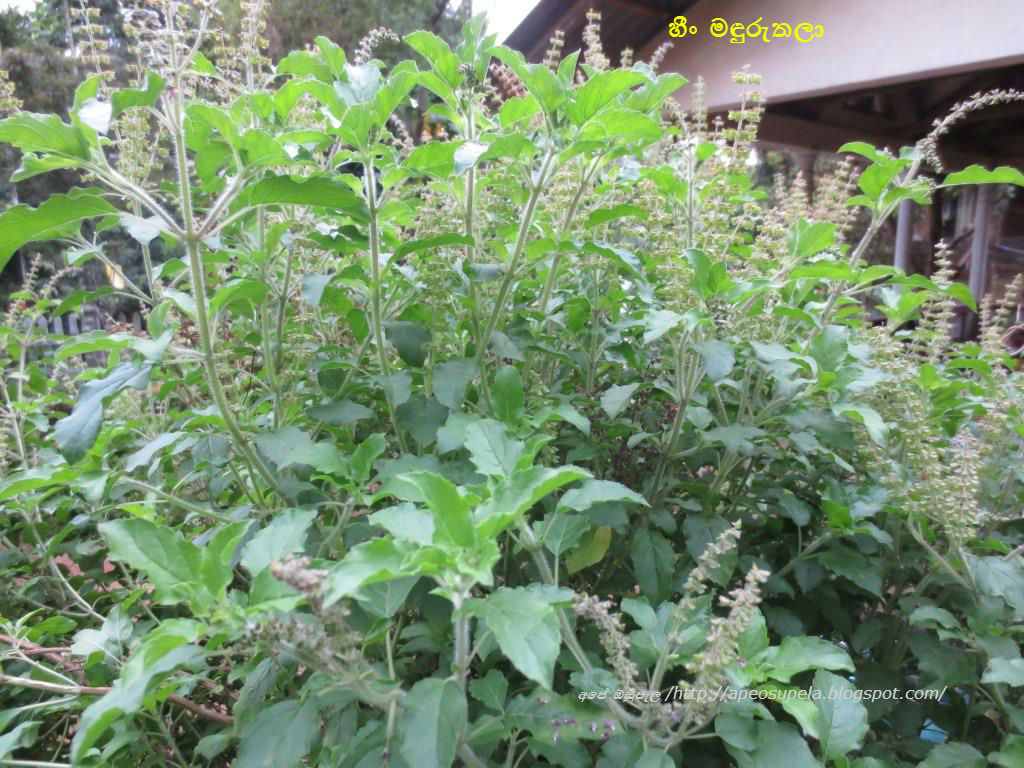 මදුරුතලා [Madurutala] (Ocimum sp.) ~ අපේ ඔසුපැළ Medicinal Plants of Sri ...