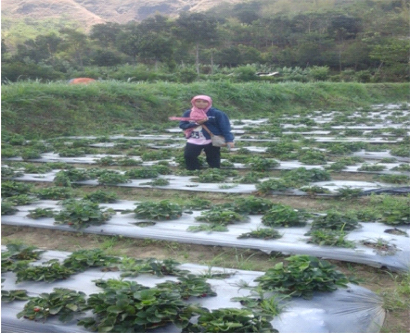 INDAHNYA PEMANDANGAN KEBUN STRAWBERI DI SEMBALUN