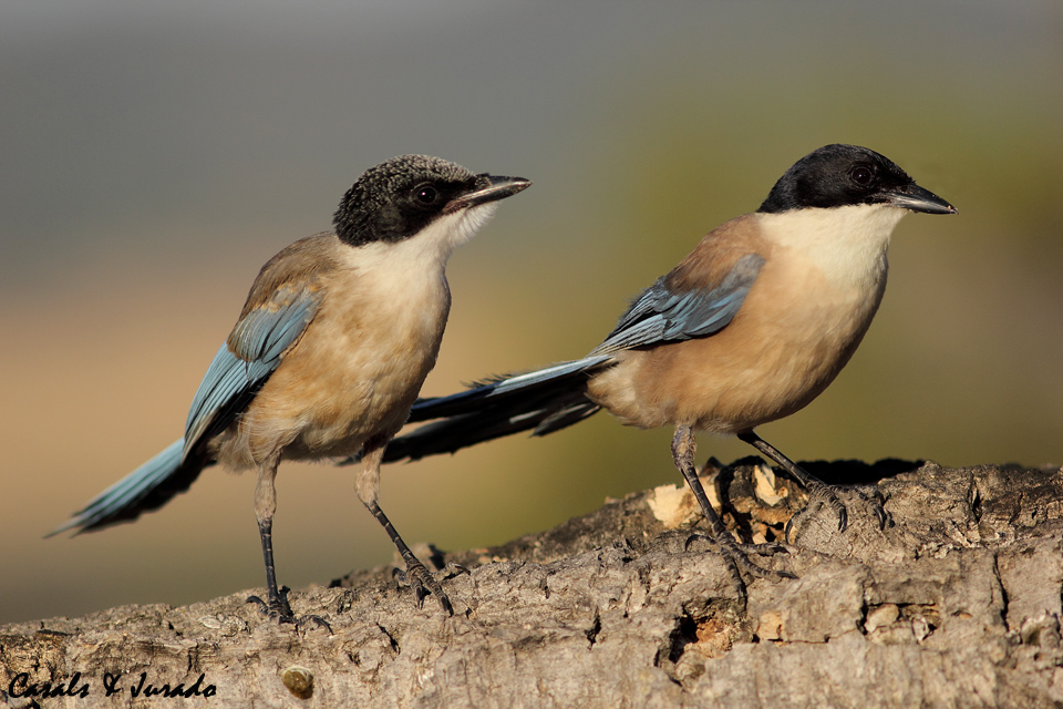 CRÒNIQUES NATURALISTES: PASSERIFORMES II