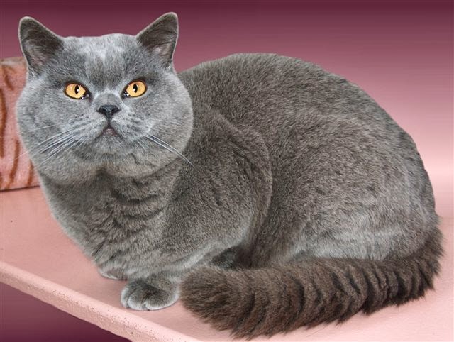 Kucing British Shorthair