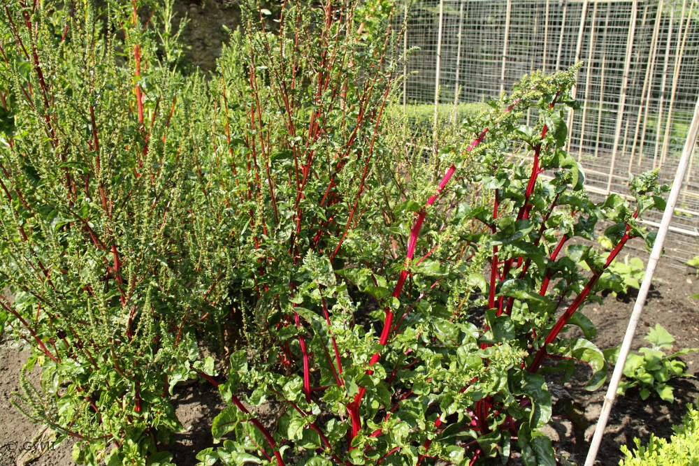 Glastra cu flori: Mangoldul