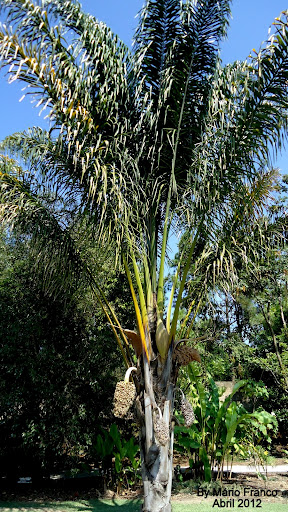 Meu Cantinho Verde: INAJÁ - ( Attalea maripa )