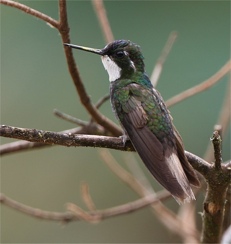 Murfs Wildlife : Hummingbirds