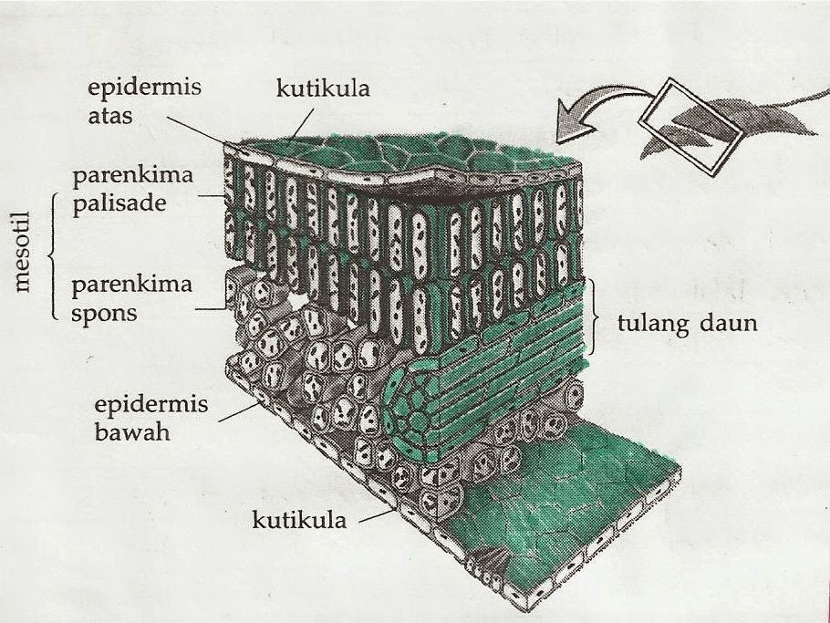 IPA biologi: Struktur dan Fungsi Jaringan Tumbuhan serta Pemanfaatannya ...