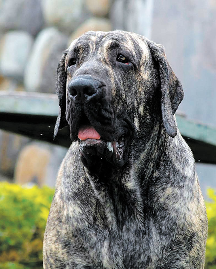 Fotos Estas son las 12 razas de perros peligrosos que se quiere ...