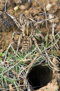 Invertebrados de Huesca: Lycosa hispanica (Walckenaer, 1837) Araña lobo