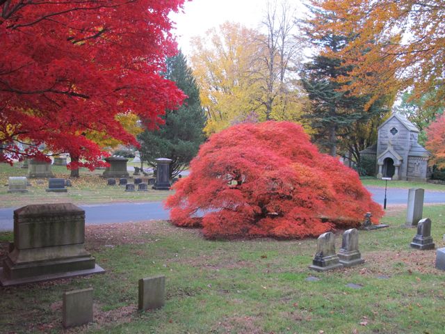 Julie Zickefoose on Blogspot: Great Maples of Mt. Auburn