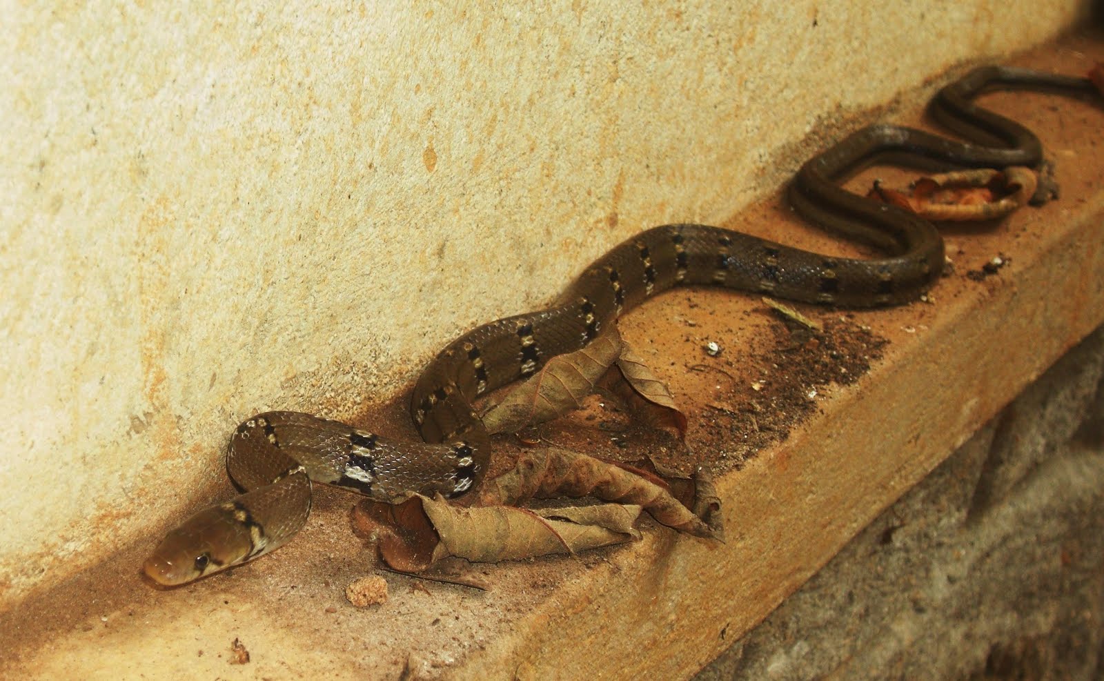 Photography & Me: Another Juvenile Banded Racer