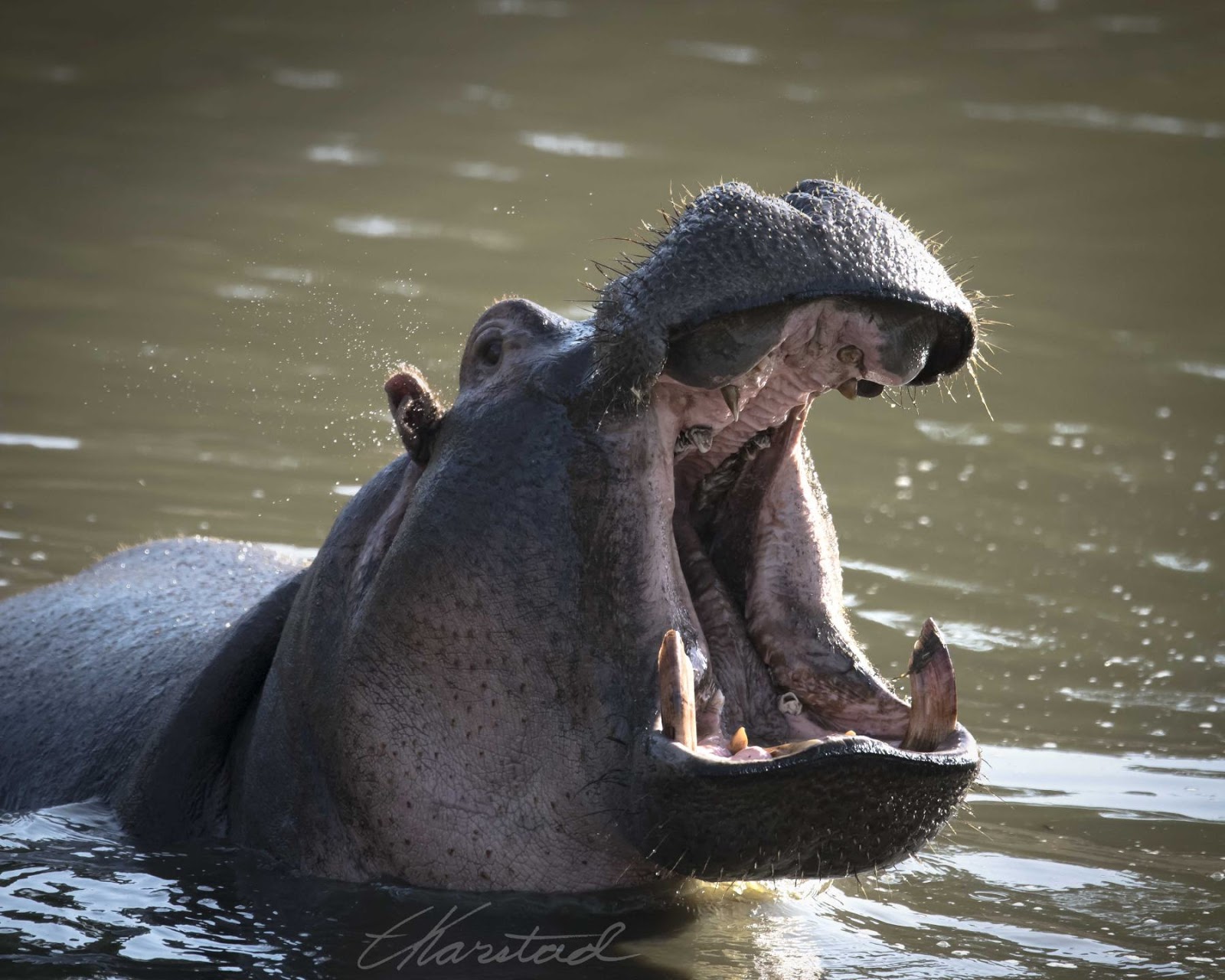 Elsen Karstad's 'Pic-A-Day Kenya': Mara River Female Hippo