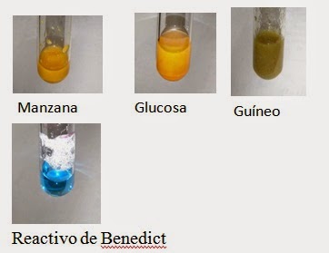 BIOFORO: Prueba de Benedict para Carbohidratos simples (Monosacáridos)