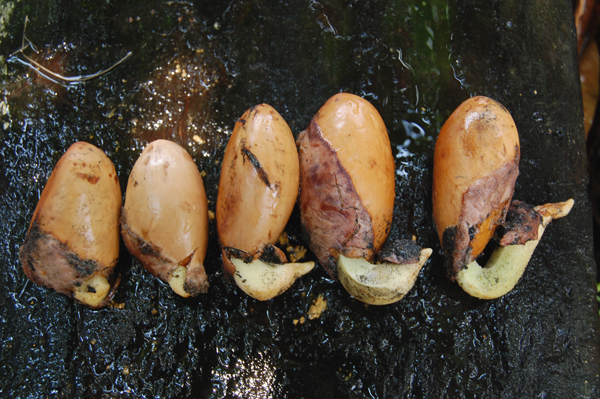 Durian Info: Botany of The Common Durian