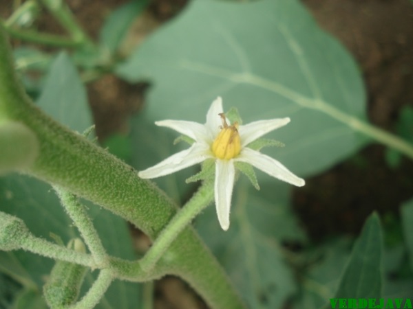 Cultura Jiló: Cultura do jiló (Solanum gilo)