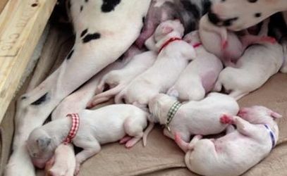 Dalmatian - Breed Profile | Australian Dog Lover