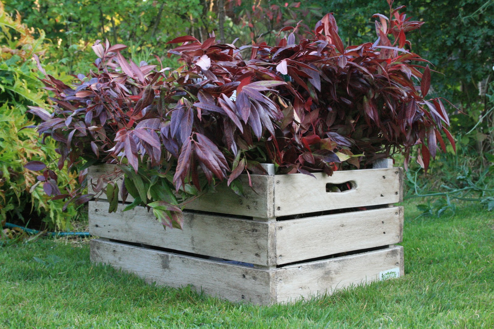 grow: Orchard crate