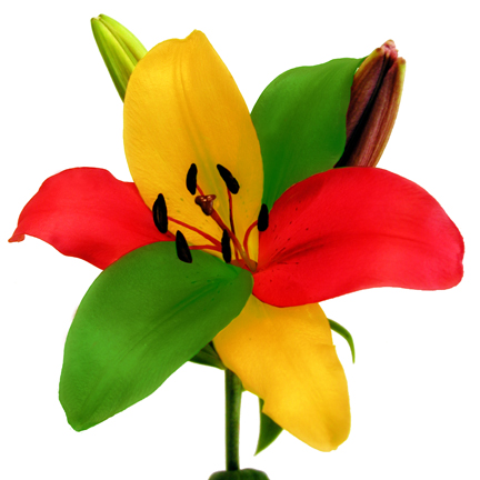 Rasta Flower