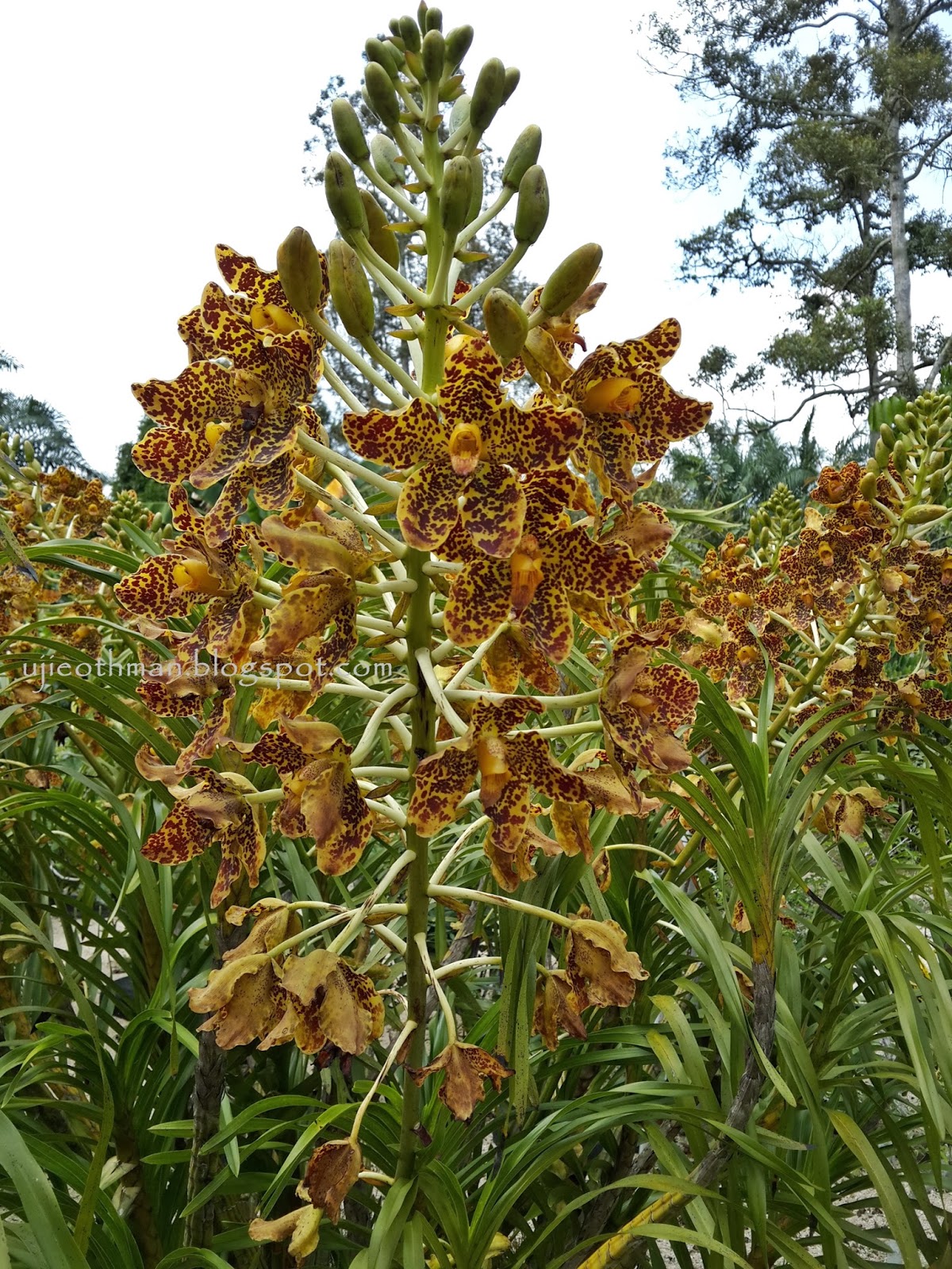 Titian Perjalanan : BUNGA Orkid Harimau