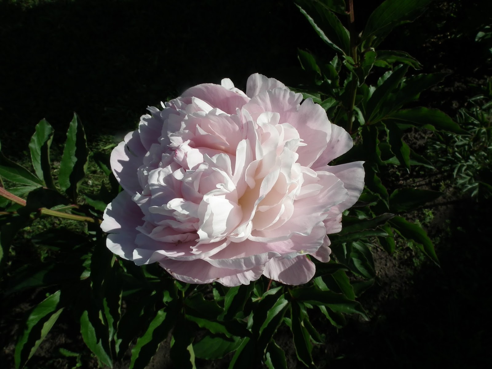 Peonies: Fifth Week of Peony Blooms June 13 to 19th