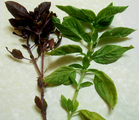 The Hedge Wife: Basic Magical Herbs Lesson 8