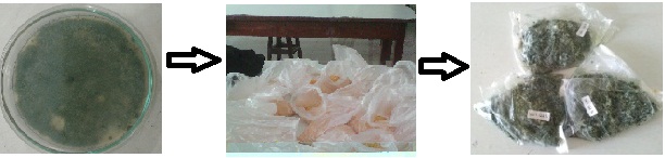 Cara Sederhana Perbanyakan Trichoderma Sp. - Portal Edukasi