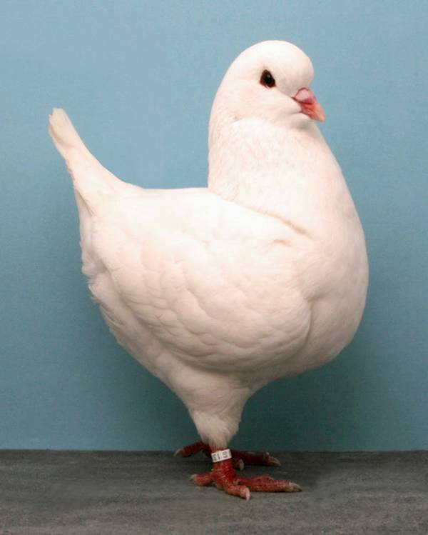 PAVAN MICKEY: Pigeons Champions