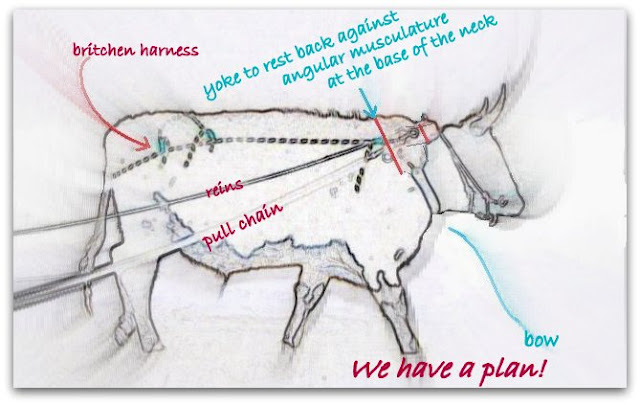 storybrookeripples: ox and dog blog: To Make an Single Ox Yoke, Part 2