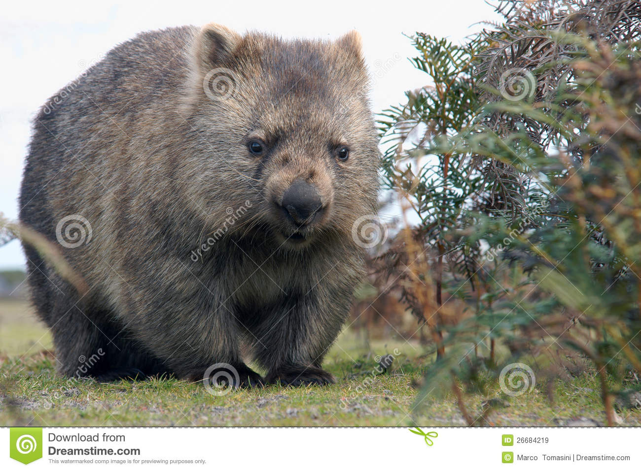 Imagehub: Wombat HD images free download