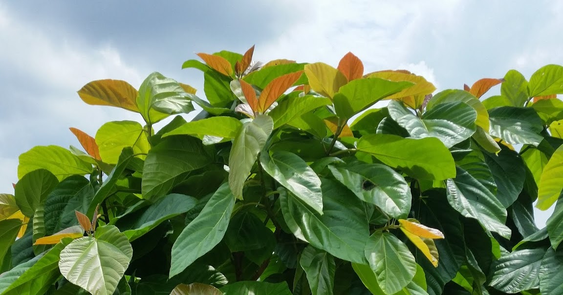 Warisan Petani: Pokok Ara Mekah.