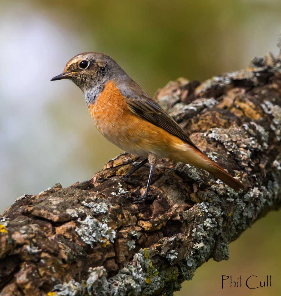 Phil Cull Wildlife Photography: 2017