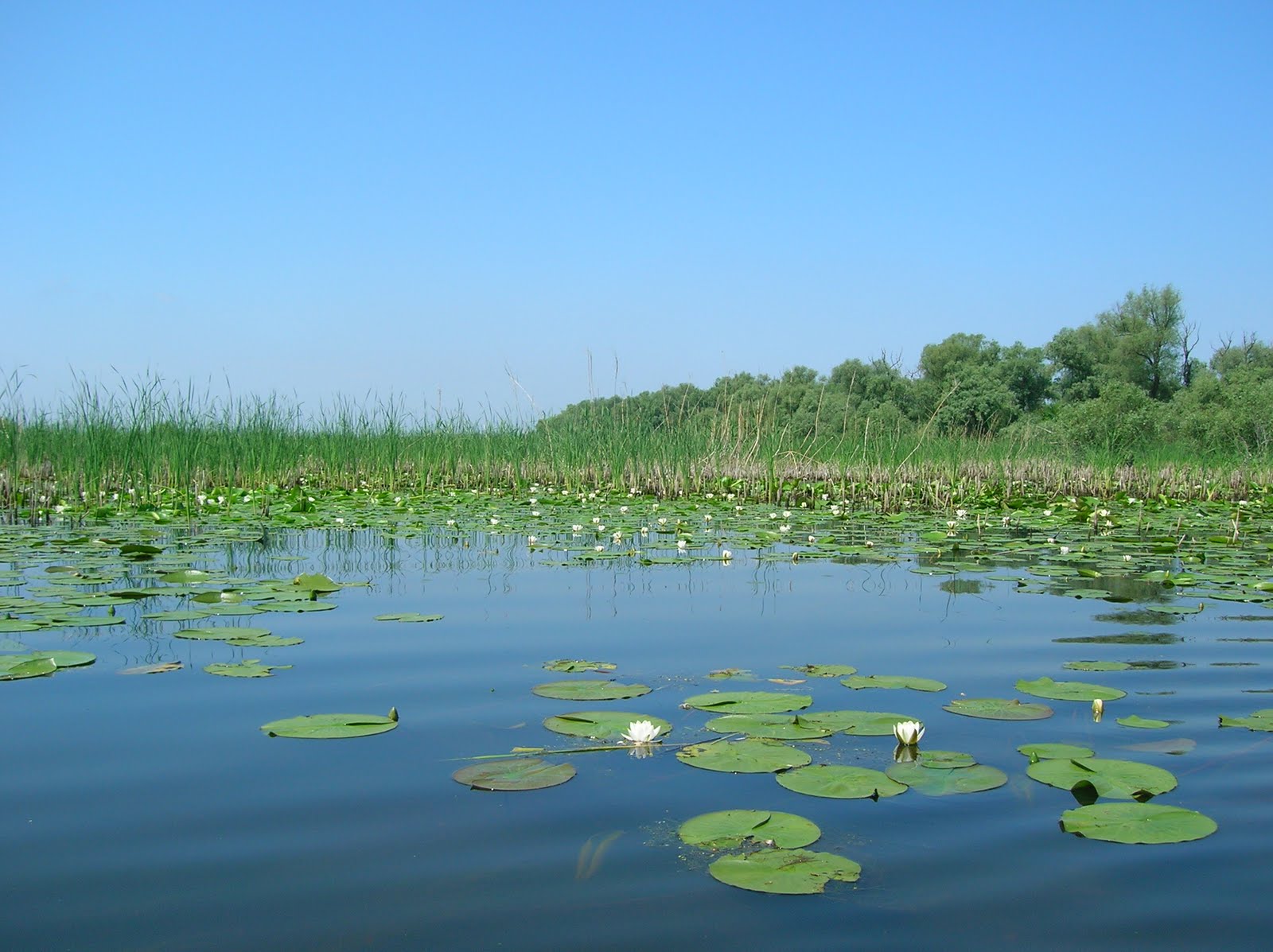 Partizani, Delta Dunării: Nuferi