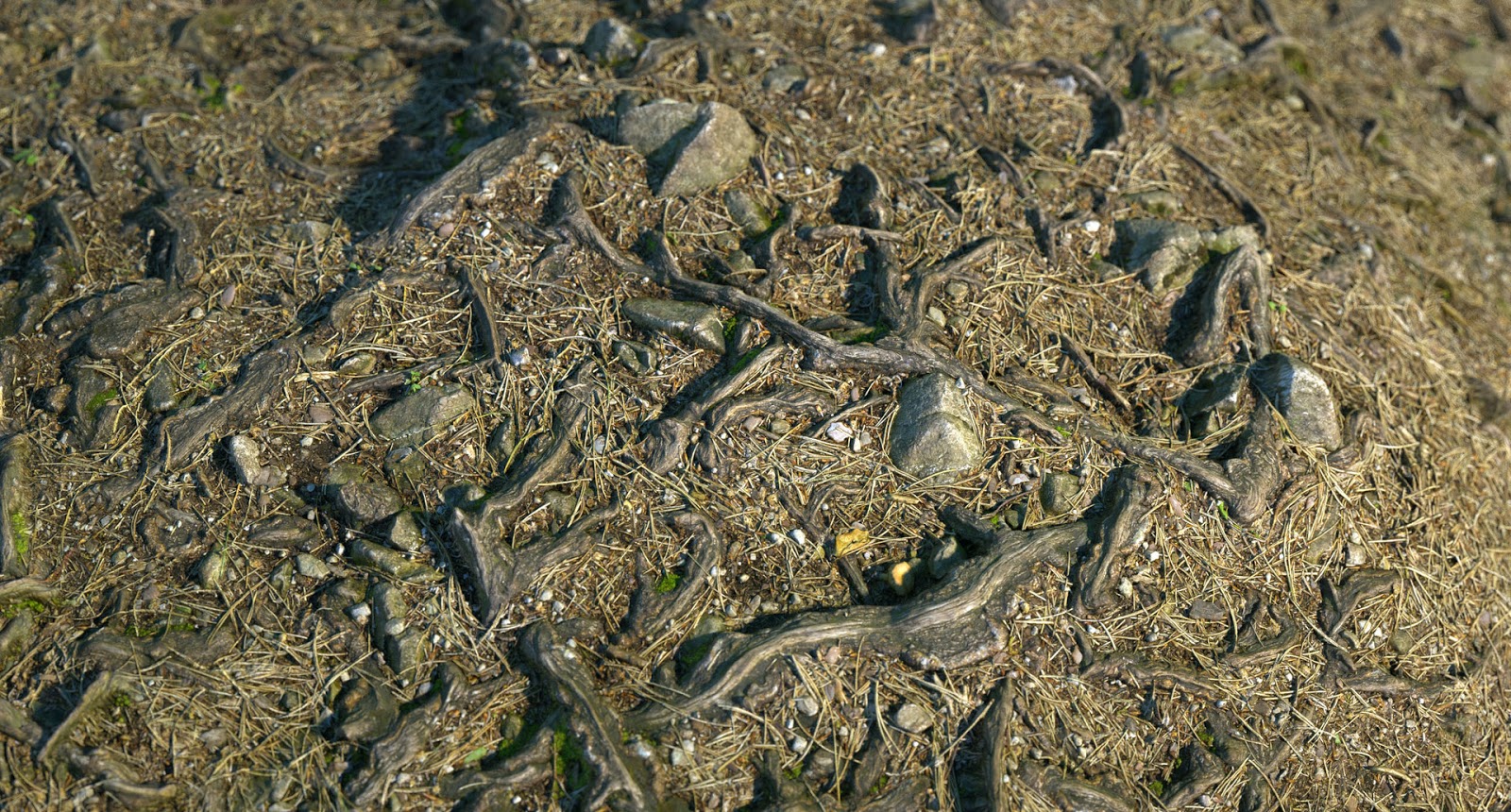 RDT Collection 3 is now available | Computer Graphics Daily News