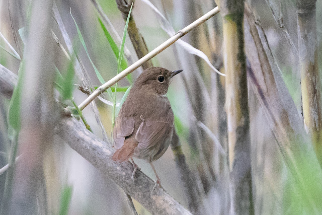 South-East China - 24th April (Day 3) | Focusing on Wildlife