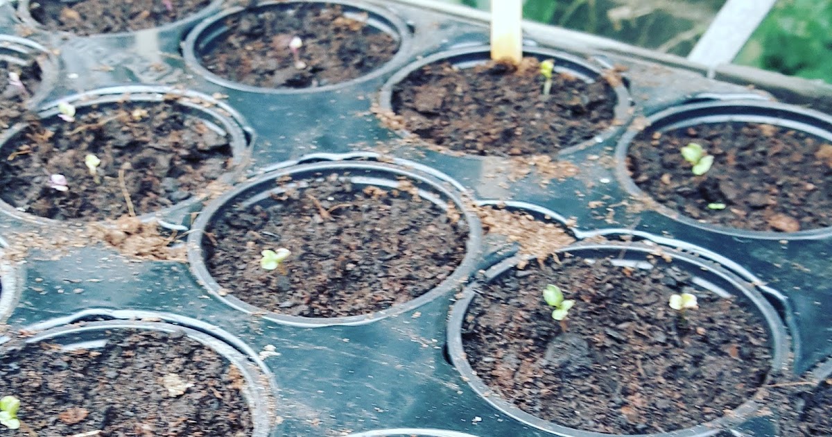 The Chook Hook: Therapy...